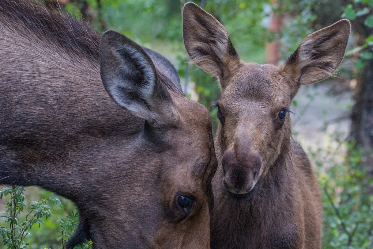 The Elusive, Ever-Present Moose (Updated) | Planet Bell
