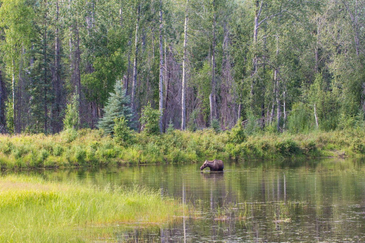 The Elusive, Ever-Present Moose (Updated) | Planet Bell