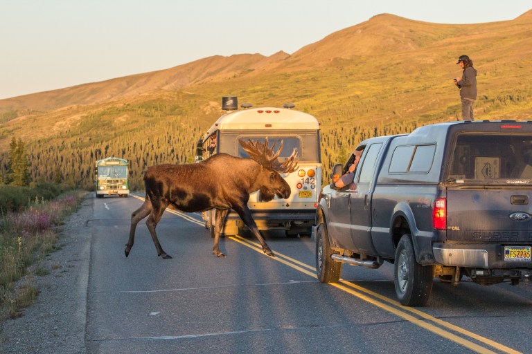 The Elusive, Ever-Present Moose (Updated) | Planet Bell