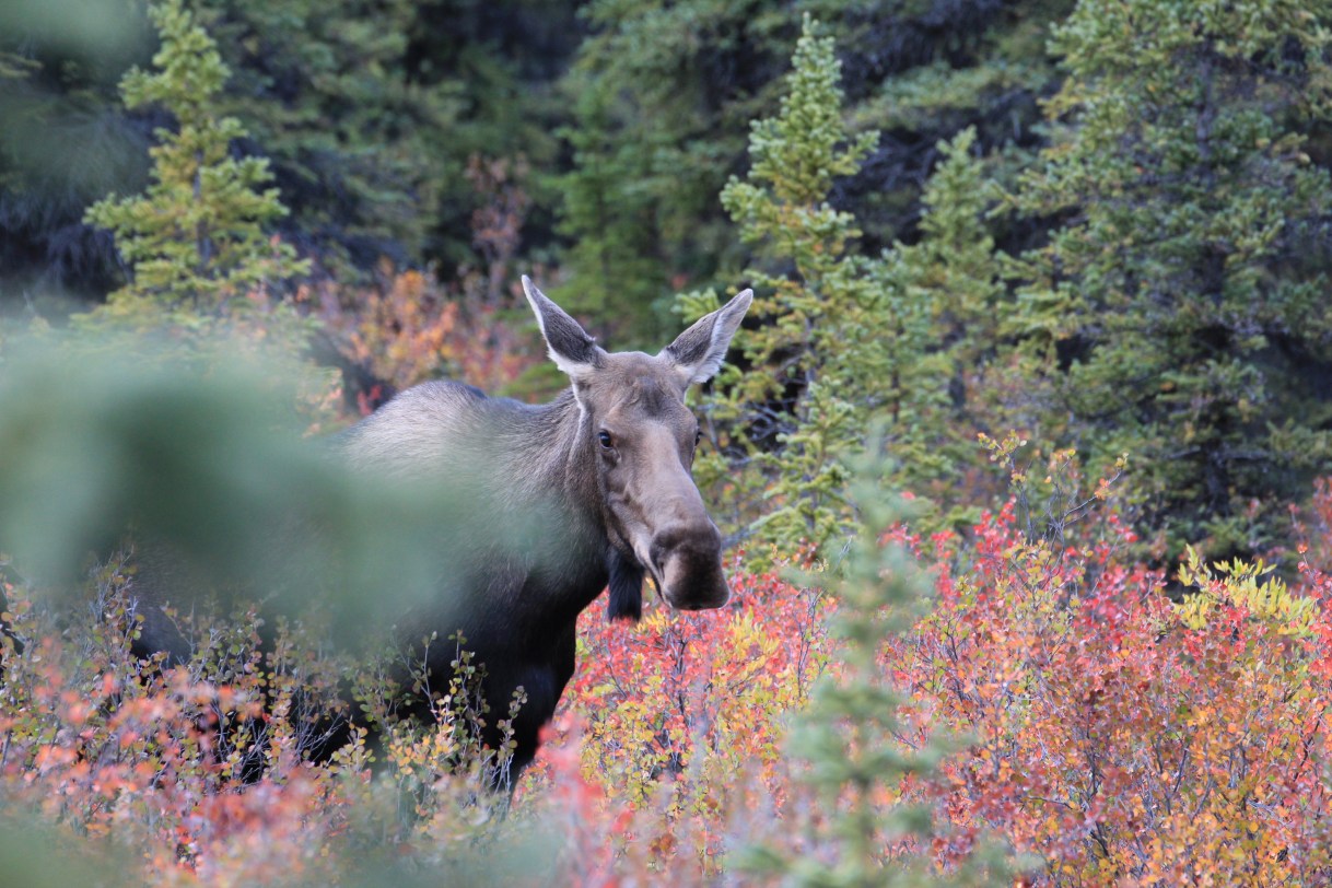 The Elusive, Ever-Present Moose (Updated) | Planet Bell