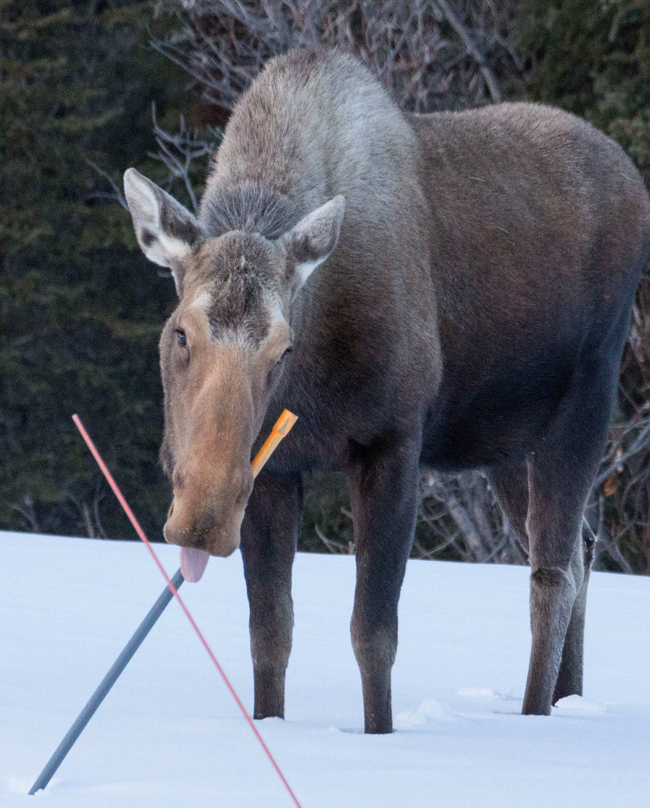 The Elusive, Ever-Present Moose (Updated) | Planet Bell