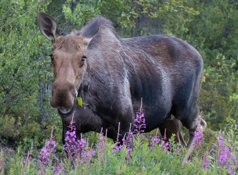 The Elusive, Ever-Present Moose (Updated) | Planet Bell